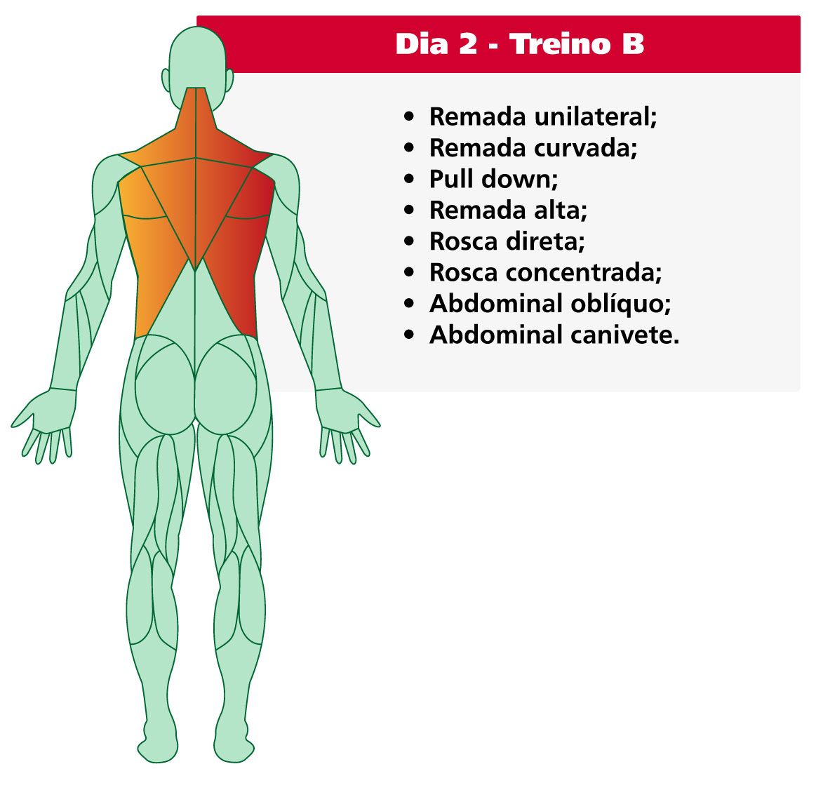 Divisão de treino ABC: guia para otimizar o seu ganho muscular - Cia Athletica SJC
