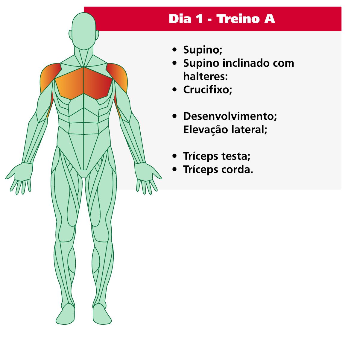 Divisão de treino ABC: guia para otimizar o seu ganho muscular - Cia ...